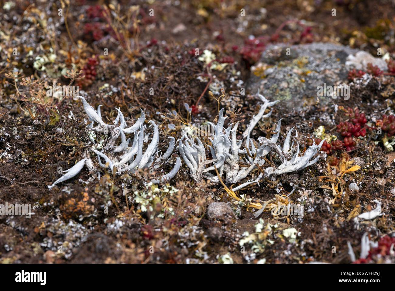 whiteworm lichen (Thamnolia vermicularis), on the ground of the Stora ...