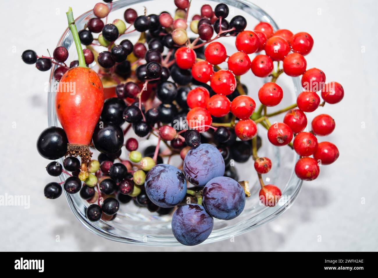 Glass bowl with various edible and poisonous fruits: black ekder ...