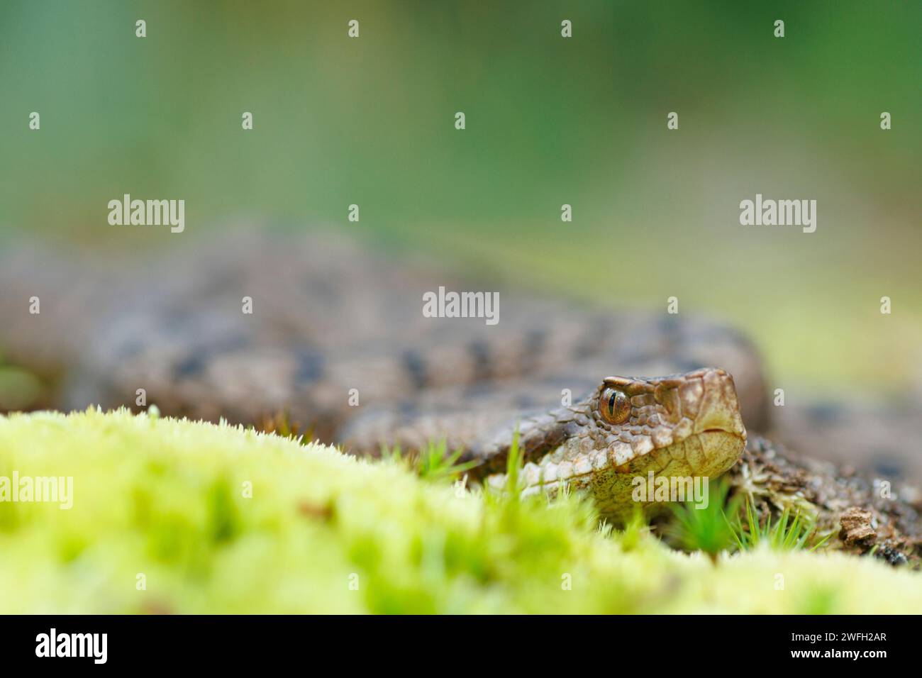 asp viper, aspic viper (Vipera aspis), in moss, portrait, France, Le ...