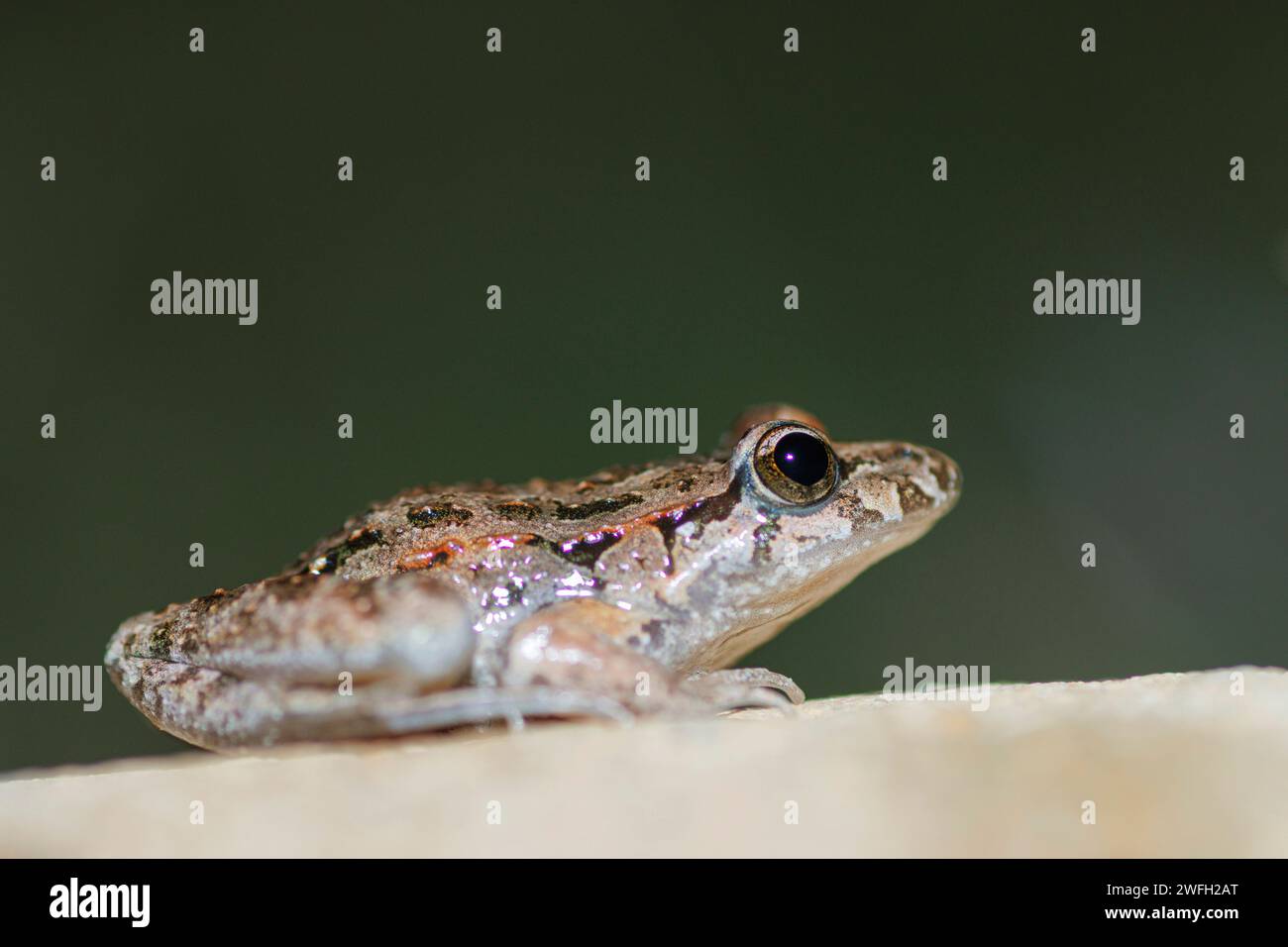 Tyrrhenian painted frog (Discoglossus sardus), side view, France Stock ...