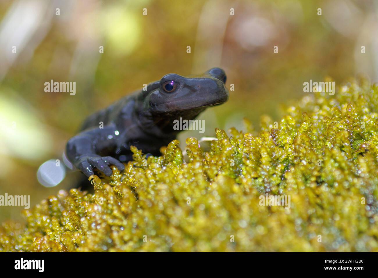 large Alpine salamander (Salamandra lanzai), sits on moss, front view ...