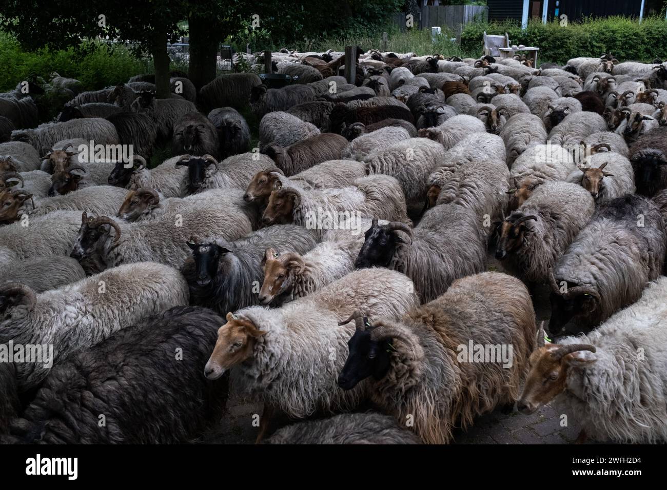 Netherlands, Province of Drenthe, Balloo on 2022-07-05. Balloerveld, a ...