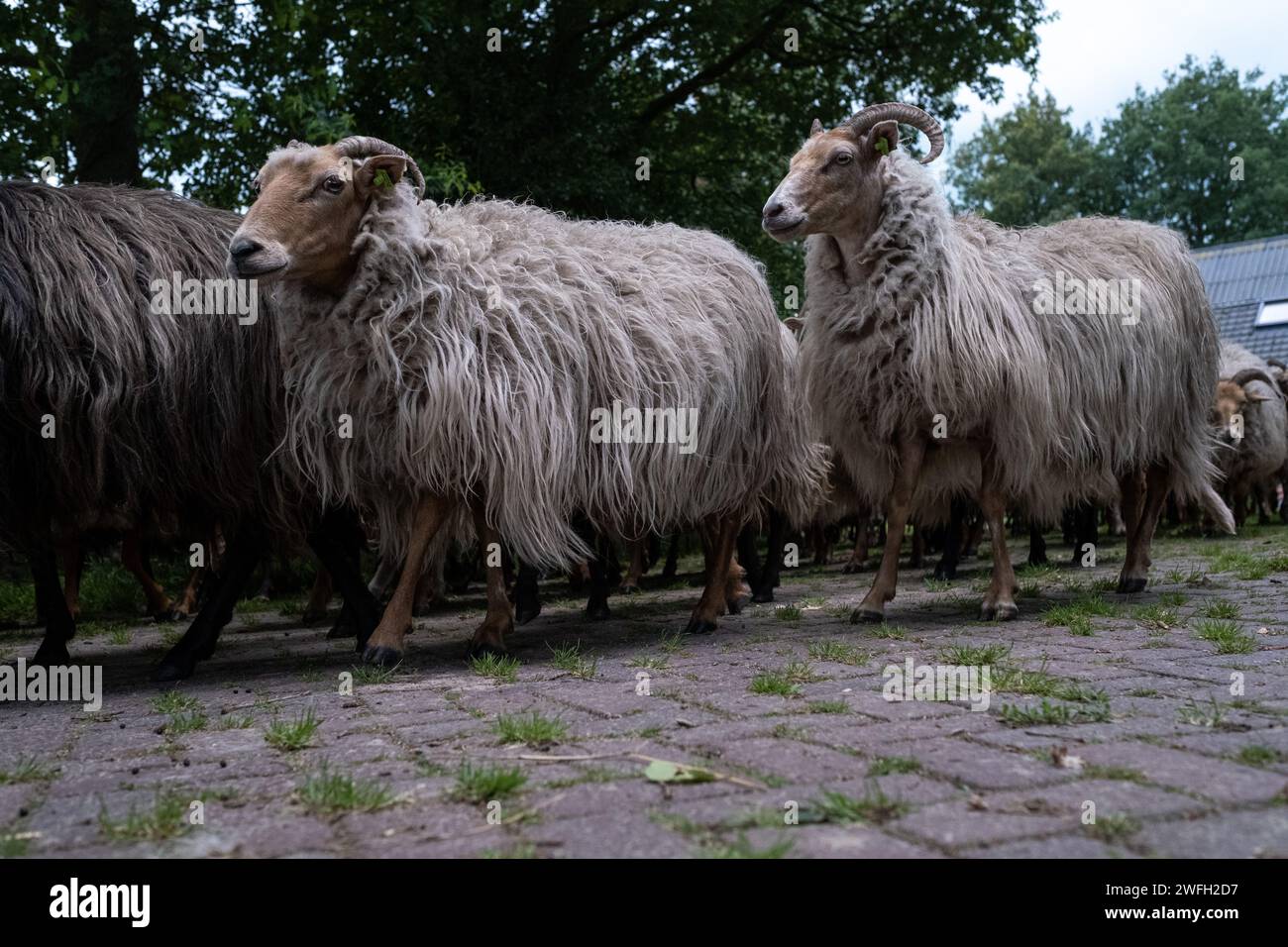 Netherlands, Province of Drenthe, Balloo on 2022-07-05. Balloerveld, a ...