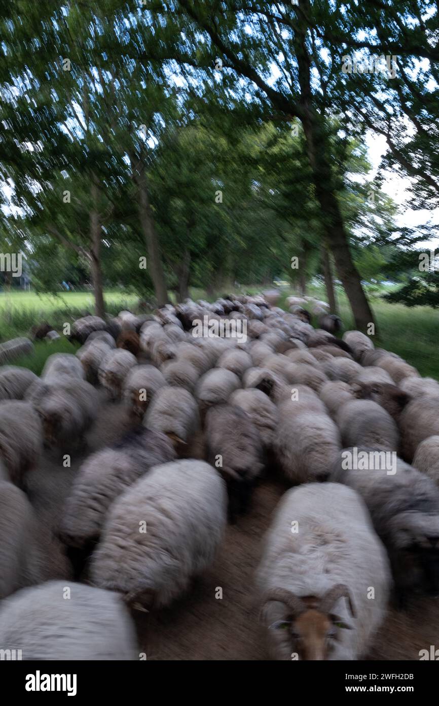 Netherlands, Province of Drenthe, Balloo on 2022-07-05. Balloerveld, a ...