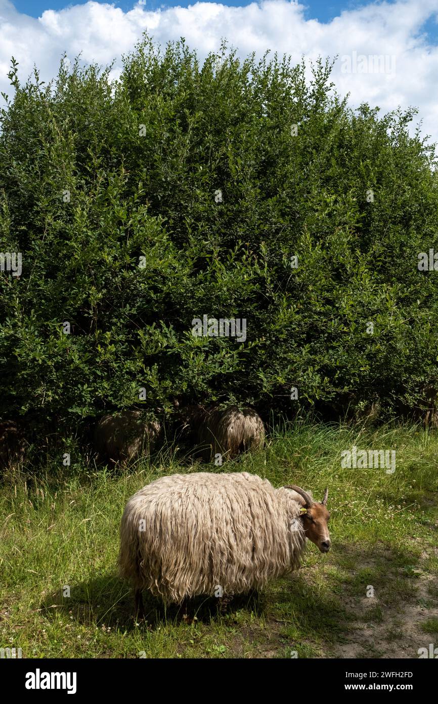 Netherlands, Province of Drenthe, Balloo on 2022-07-05. Balloerveld, a ...