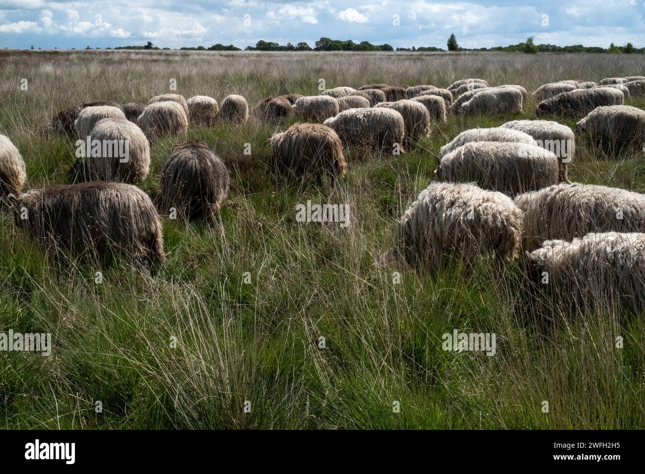 Netherlands, Province of Drenthe, Balloo on 2022-07-05. Balloerveld, a ...