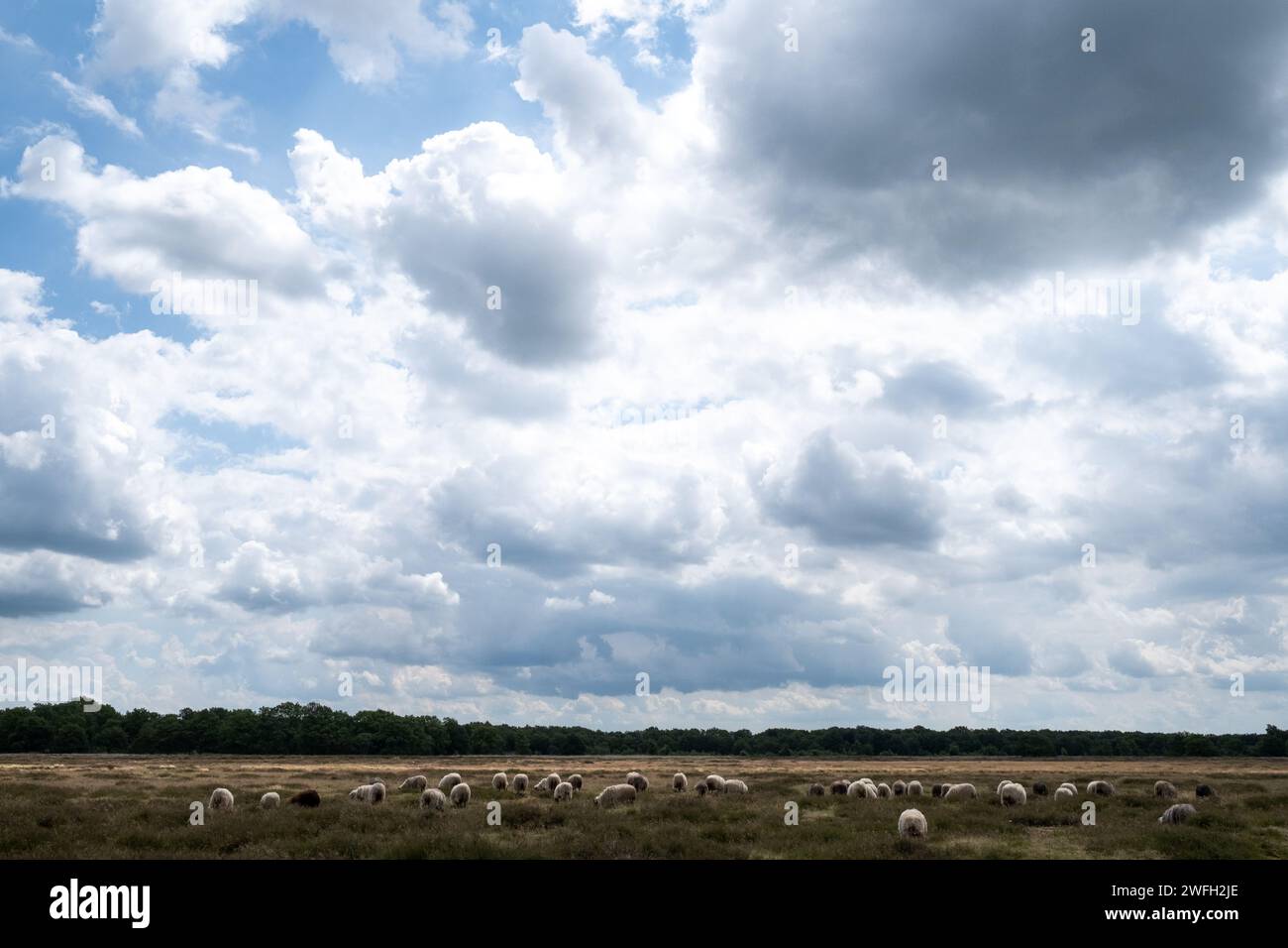 Netherlands, Province of Drenthe, Balloo on 2022-07-05. Balloerveld, a ...