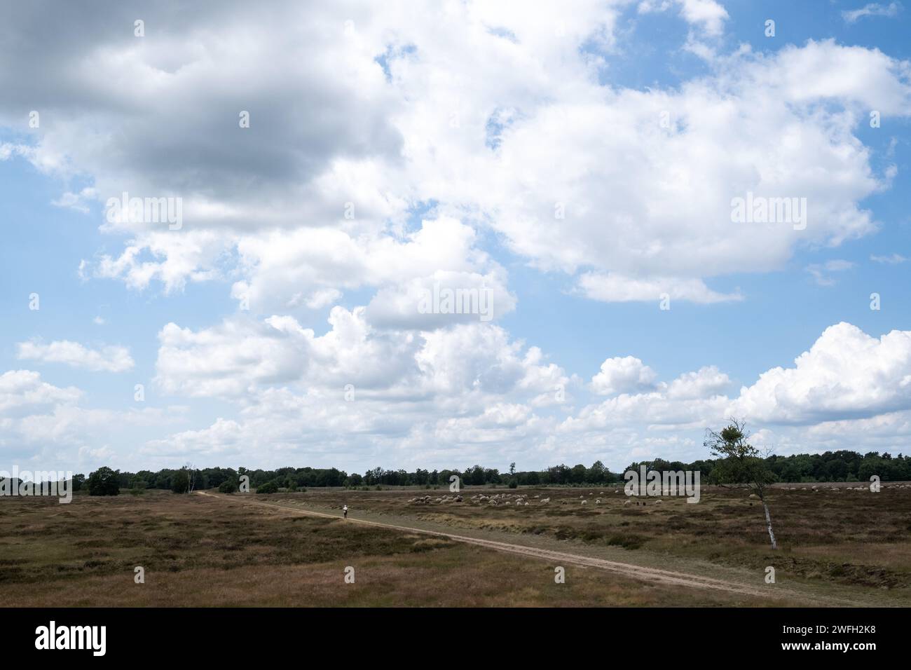 Netherlands, Province of Drenthe, Balloo on 2022-07-05. Balloerveld, a ...