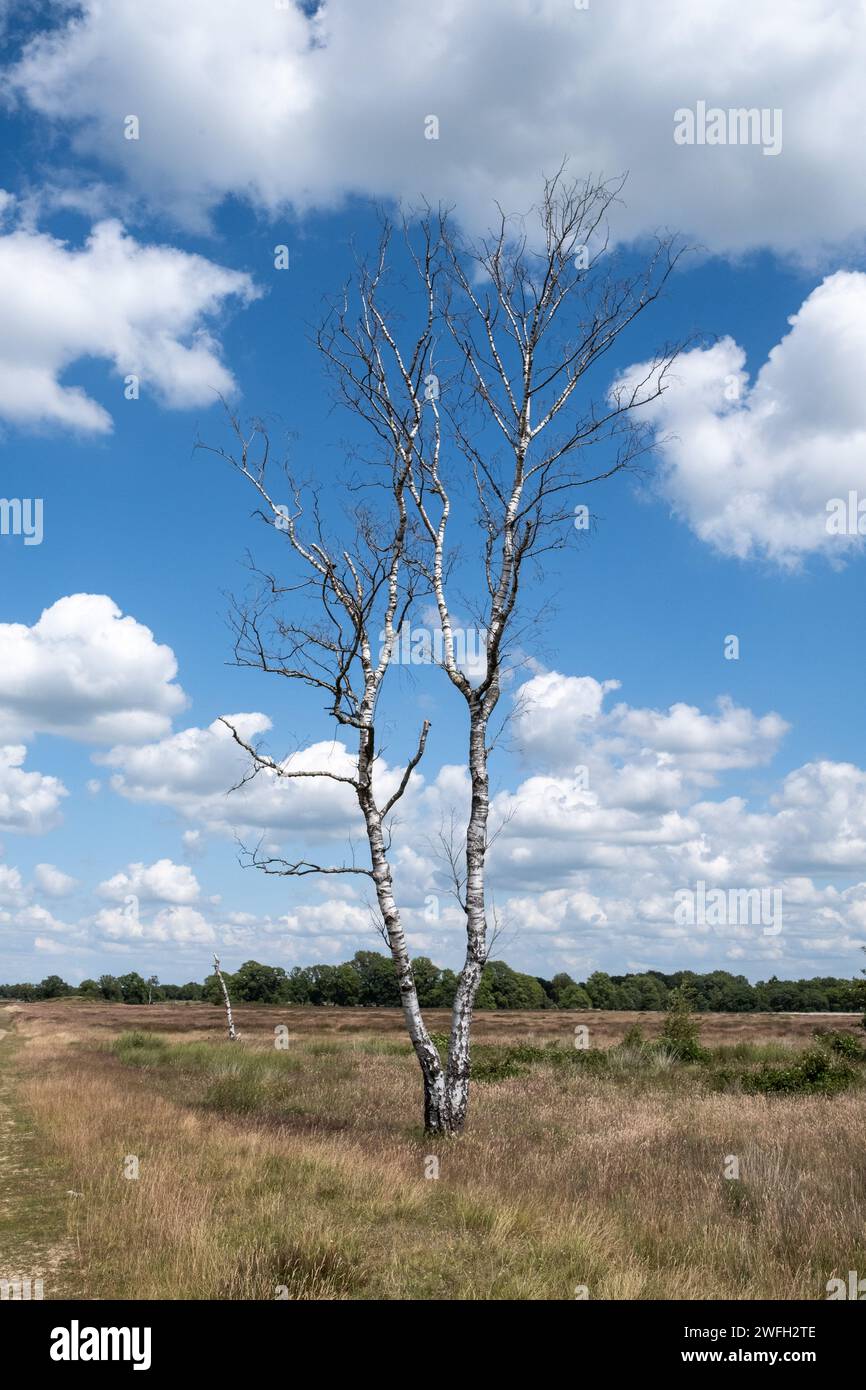 Netherlands, Province of Drenthe, Balloo on 2022-07-05. Balloerveld, a ...