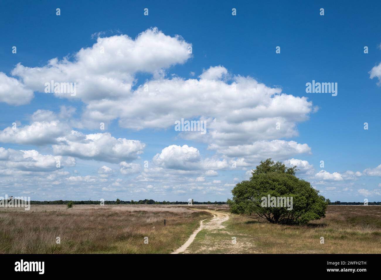 Netherlands, Province of Drenthe, Balloo on 2022-07-05. Balloerveld, a ...
