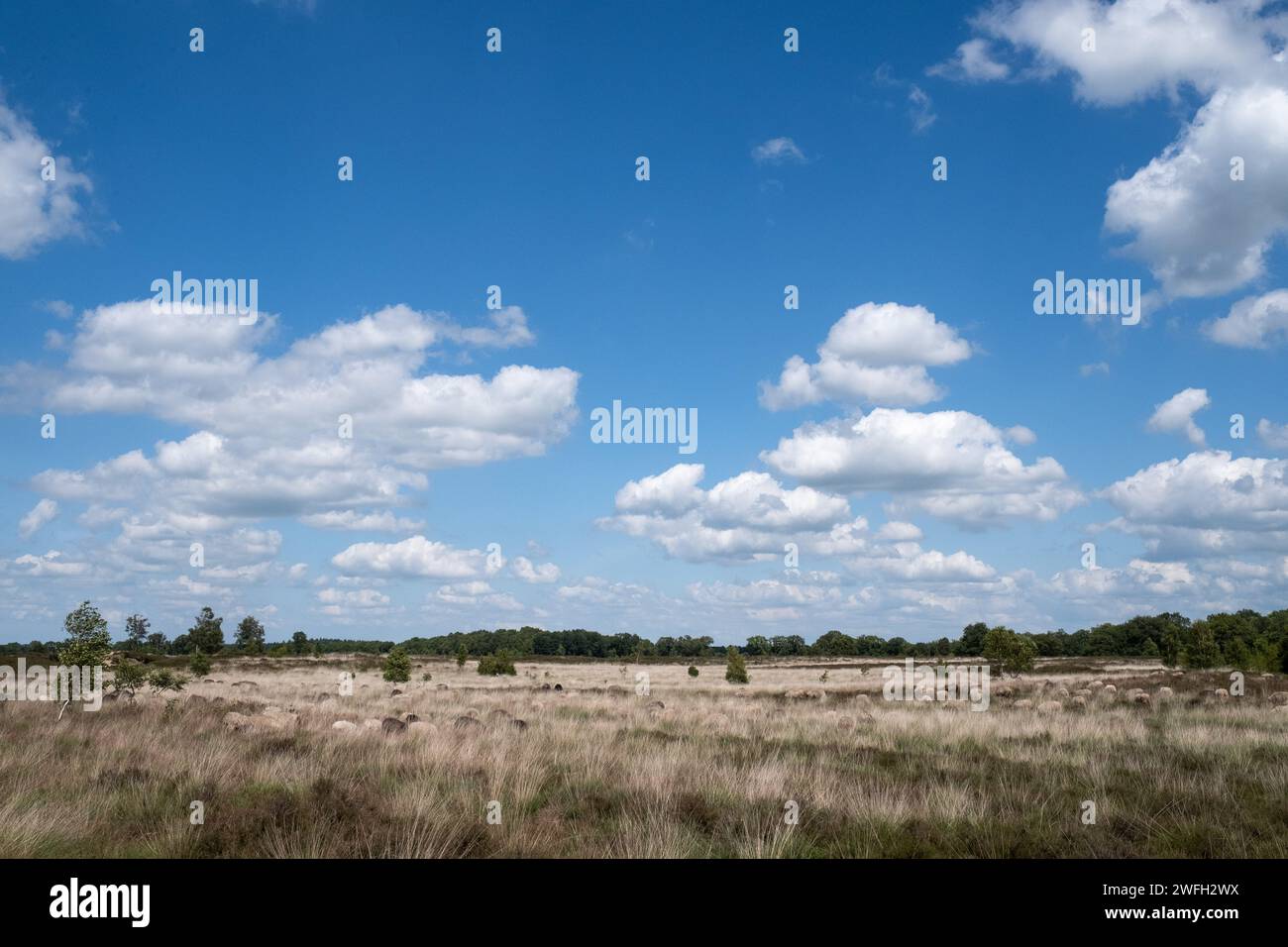 Netherlands, Province of Drenthe, Balloo on 2022-07-05. Balloerveld, a ...