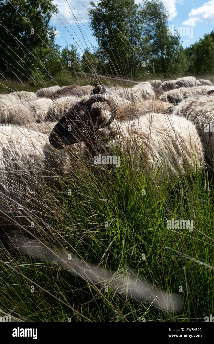 Netherlands, Province of Drenthe, Balloo on 2022-07-05. Balloerveld, a ...