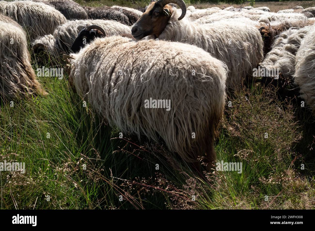 Netherlands, Province of Drenthe, Balloo on 2022-07-05. Balloerveld, a ...