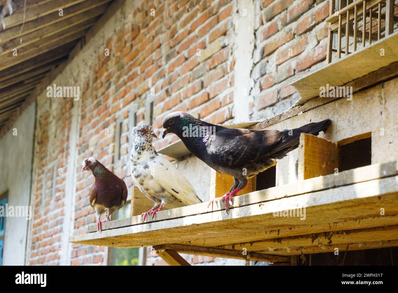 Stock photo of cute bird in cage on cafe interior background, cute ...