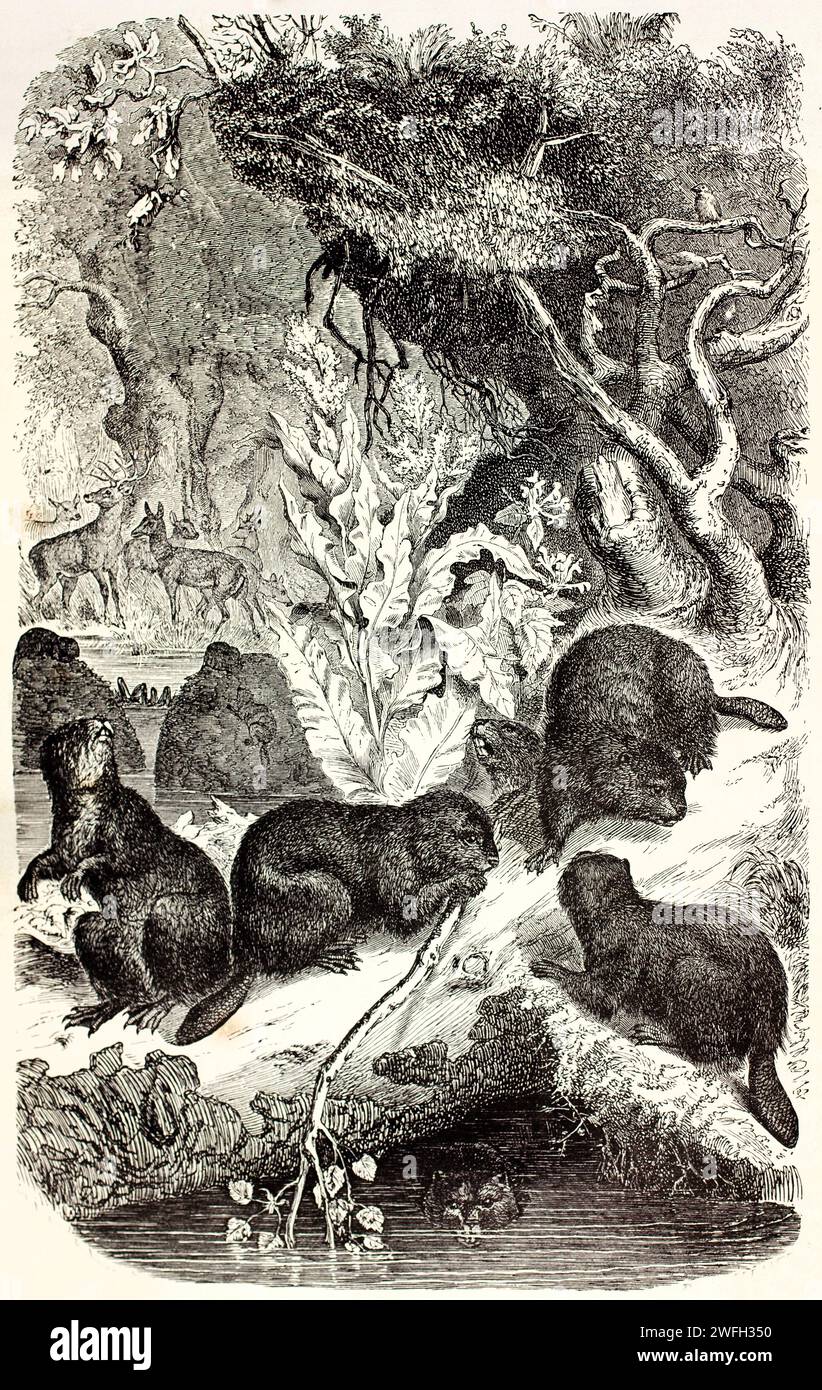 Group of beavers (Castor fiber) building a dam on a log over water ...