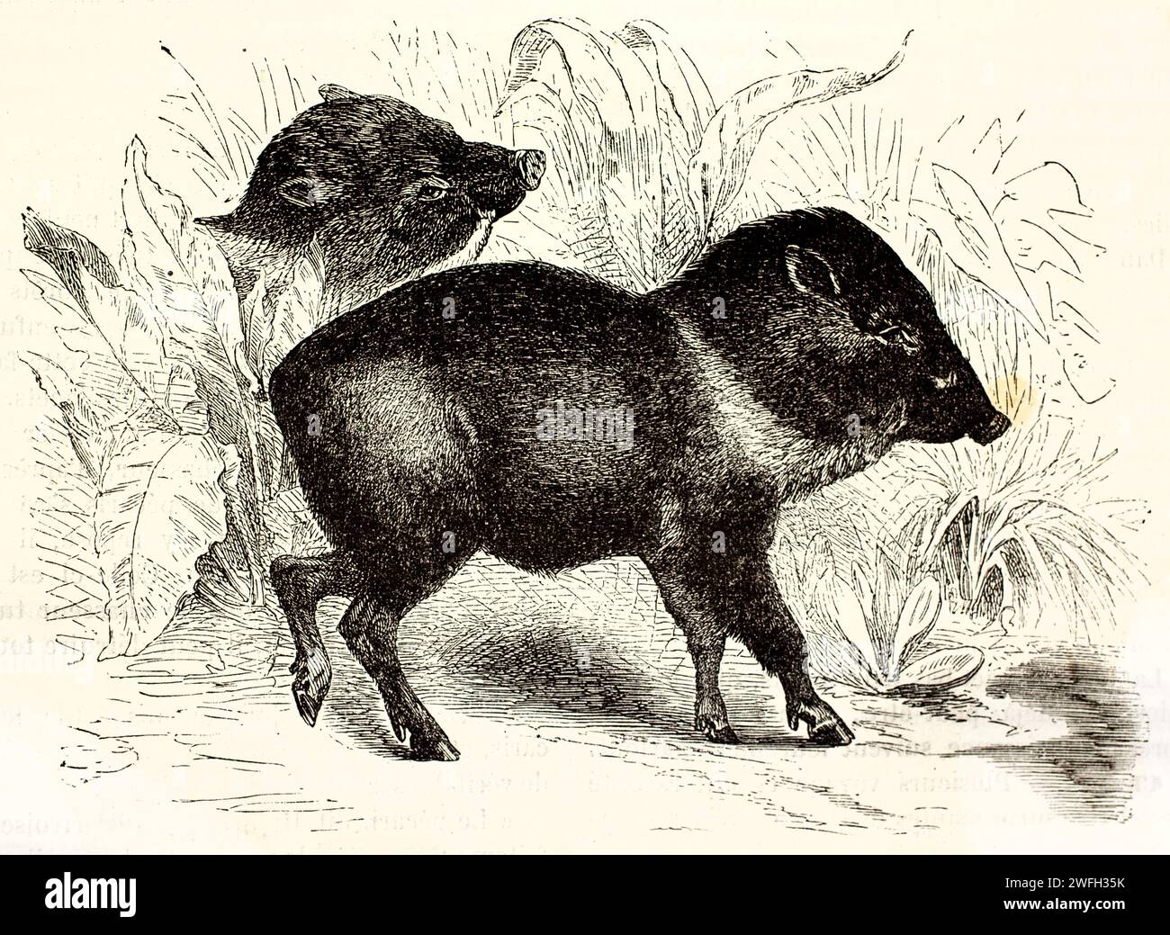 Peccary illustration hi-res stock photography and images - Alamy
