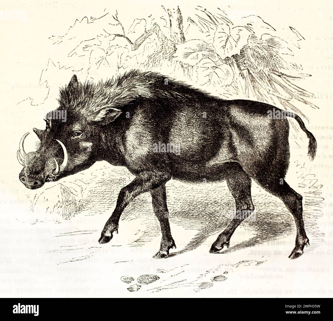 Old engraved illustration of Common Warthog. Created by Kertschmer and ...