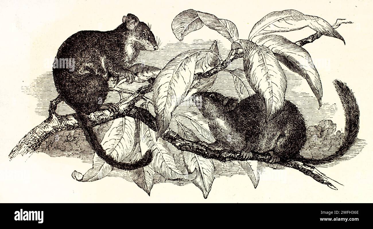 Feathertail gliders hi-res stock photography and images - Alamy