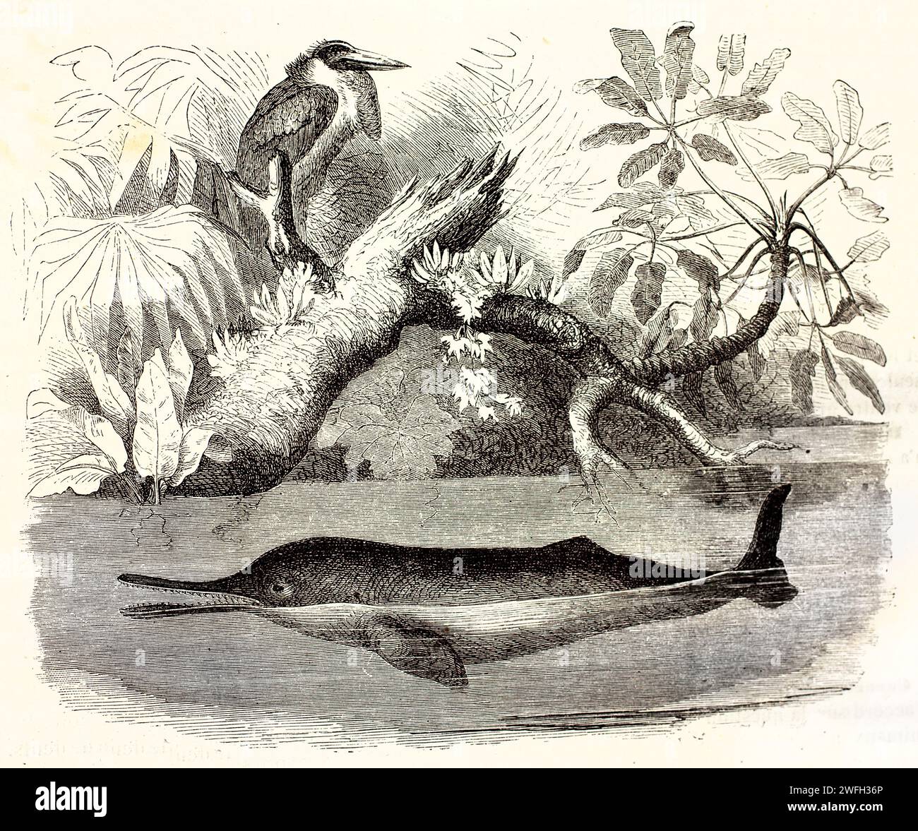 Ganges river dolphin (Platanista gangetica) swimming in profile through ...