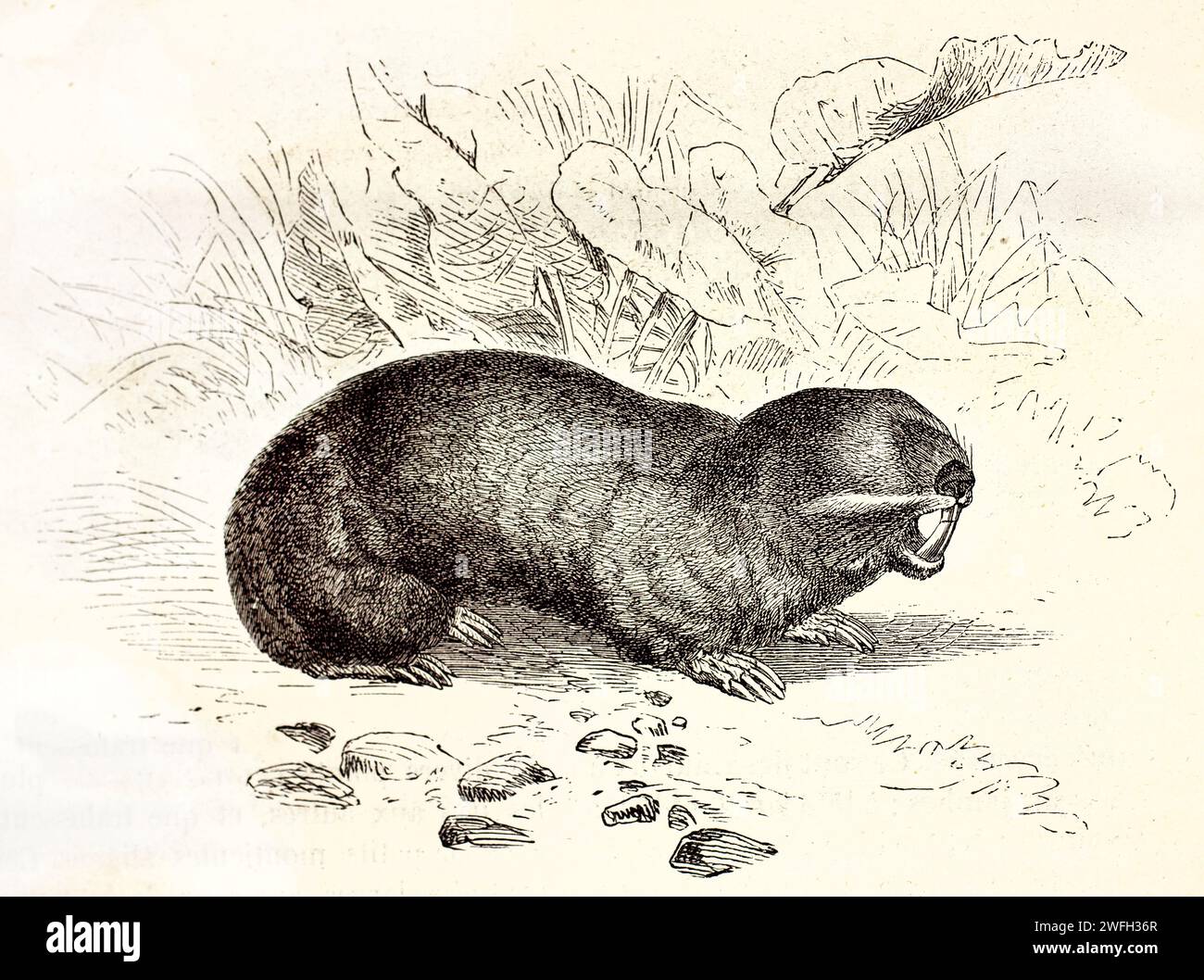 Old engraved illustration of Greater Blind Mole-rat. Created by ...