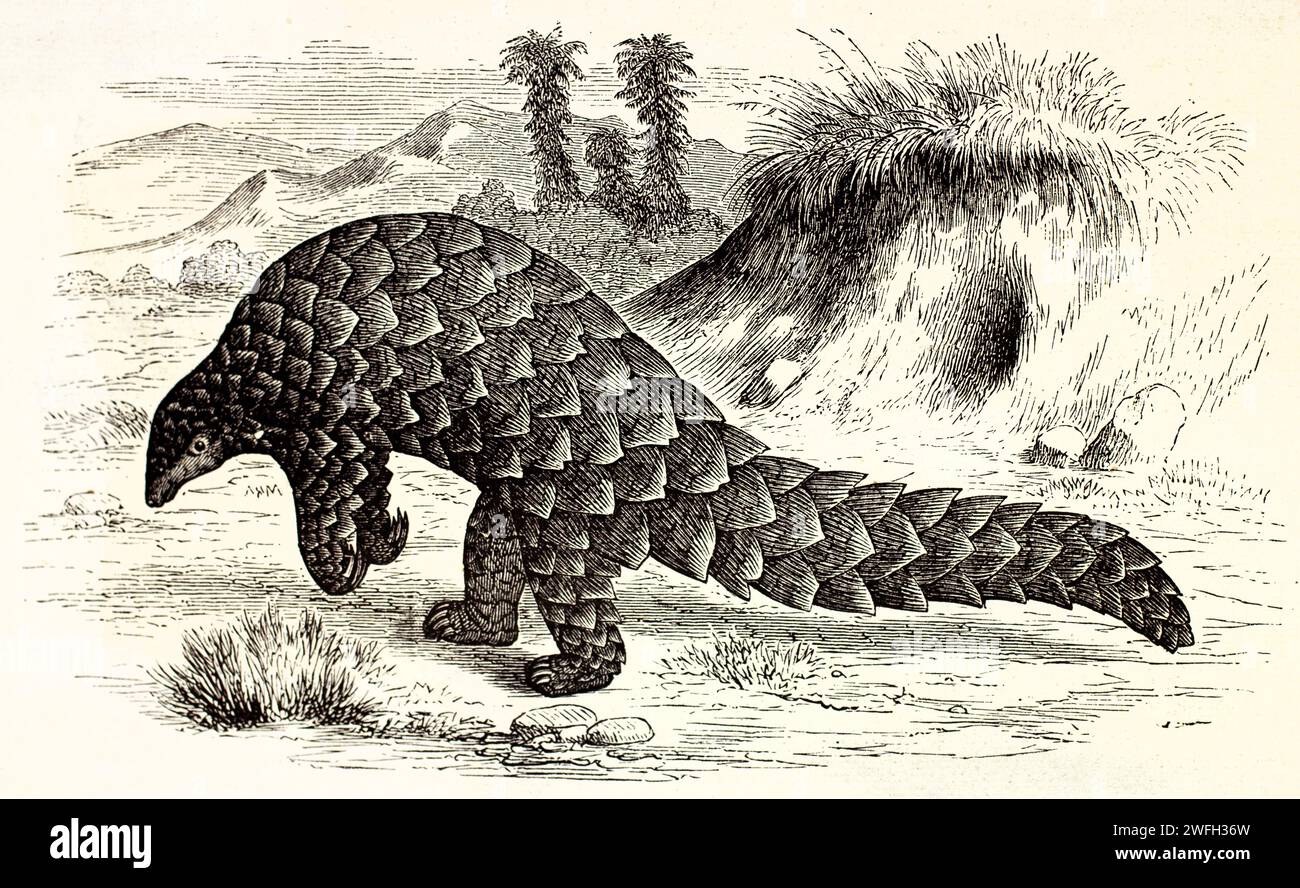 Ground pangolin (Smutsia temminckii) walking on hind legs with curved ...