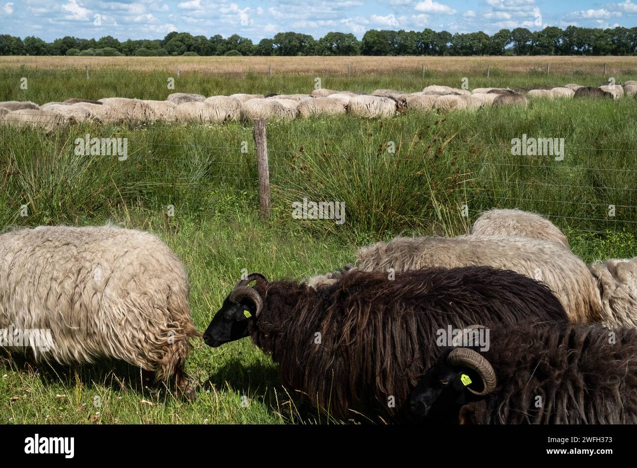 Netherlands, Province of Drenthe, Balloo on 2022-07-05. Balloerveld, a ...