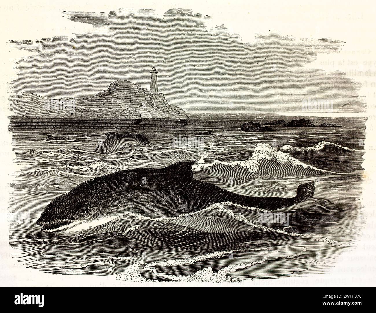 Harbour porpoise phocoena in hi-res stock photography and images - Alamy