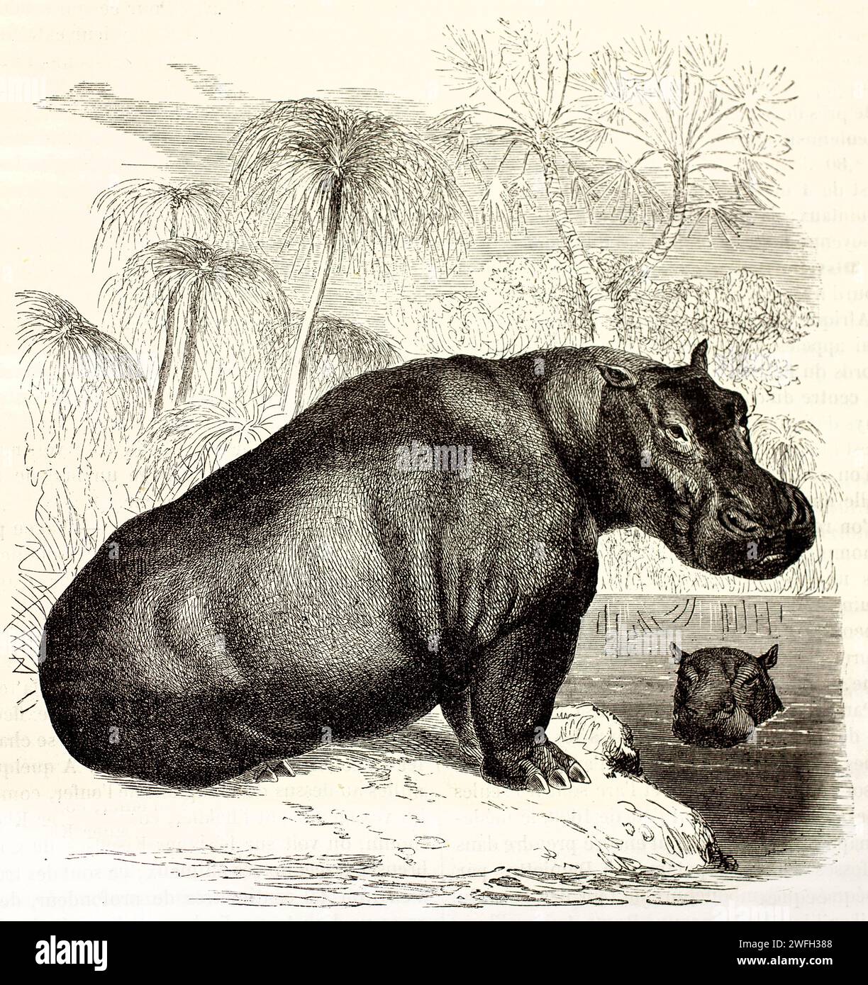 Old engraved illustration of Hippopotamus. Created by Kertschmer and ...