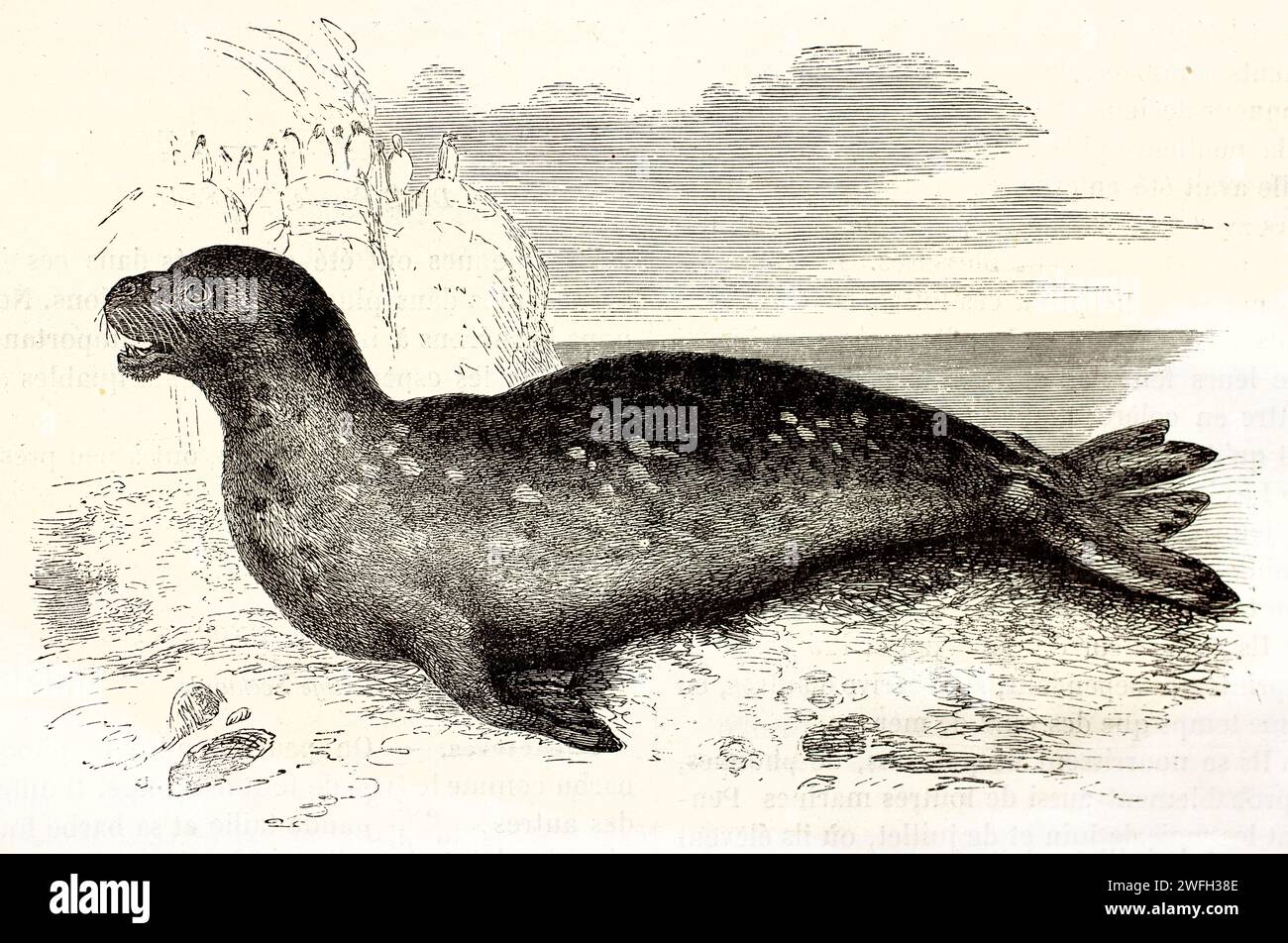 Historical zoo seals hi-res stock photography and images - Alamy