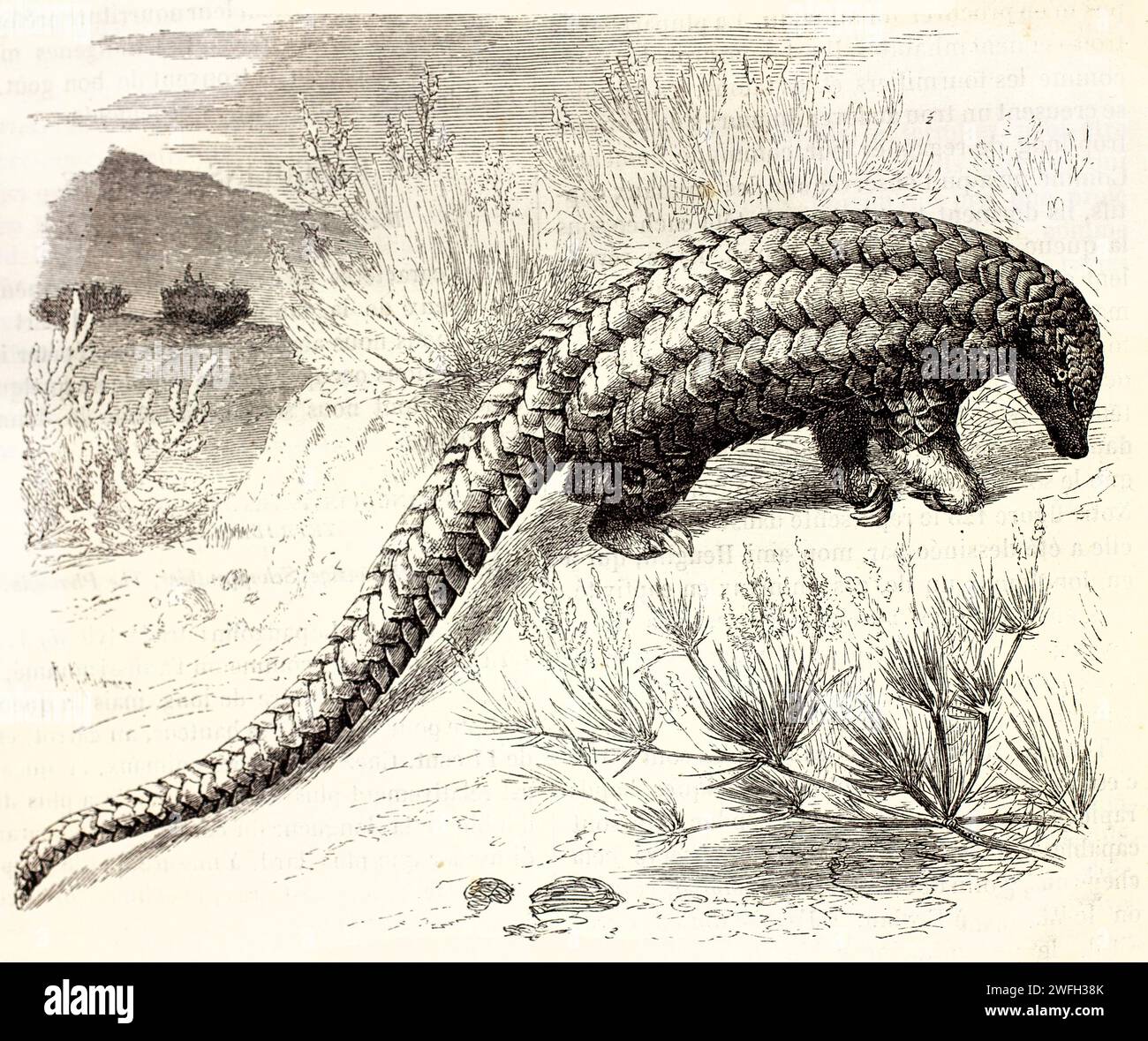 Pangolin movement hi-res stock photography and images - Alamy