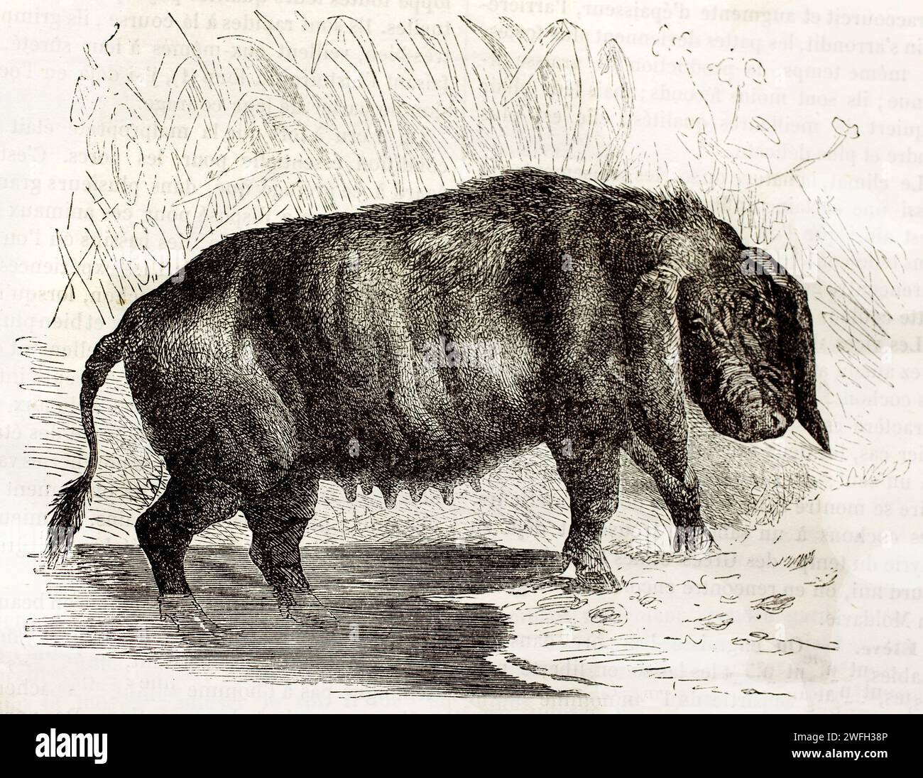 Old engraved illustration of meishan Pig. Created by Kertschmer and ...