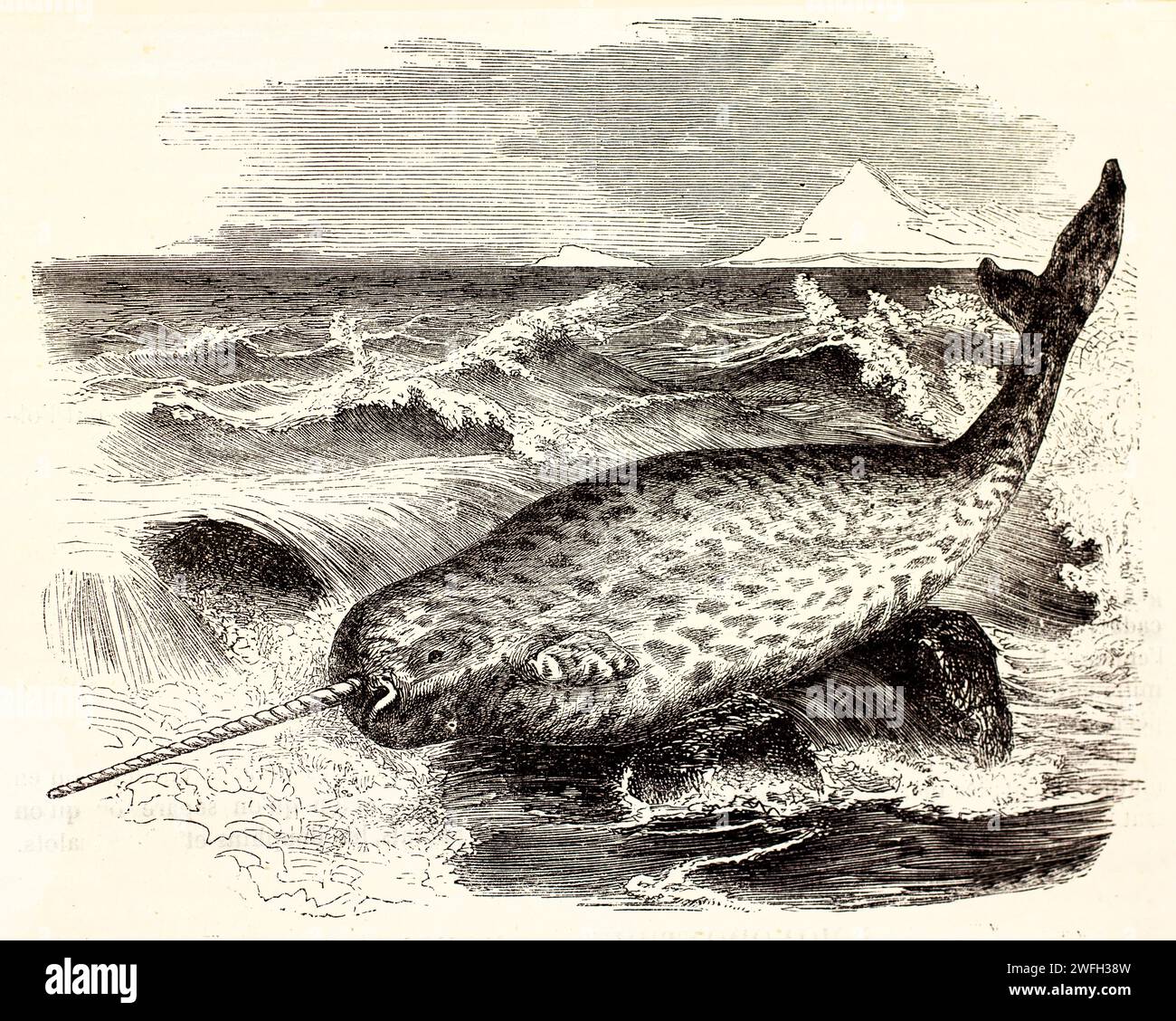 Unicorn whale monodon monoceros hi-res stock photography and images - Alamy