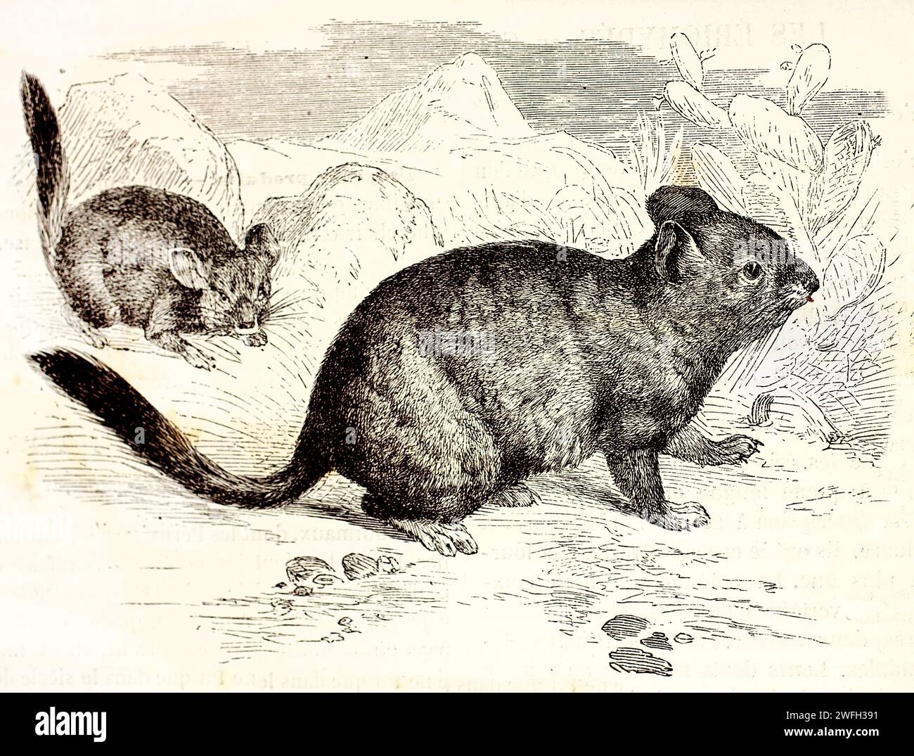 Engraved chinchilla species hi-res stock photography and images - Alamy