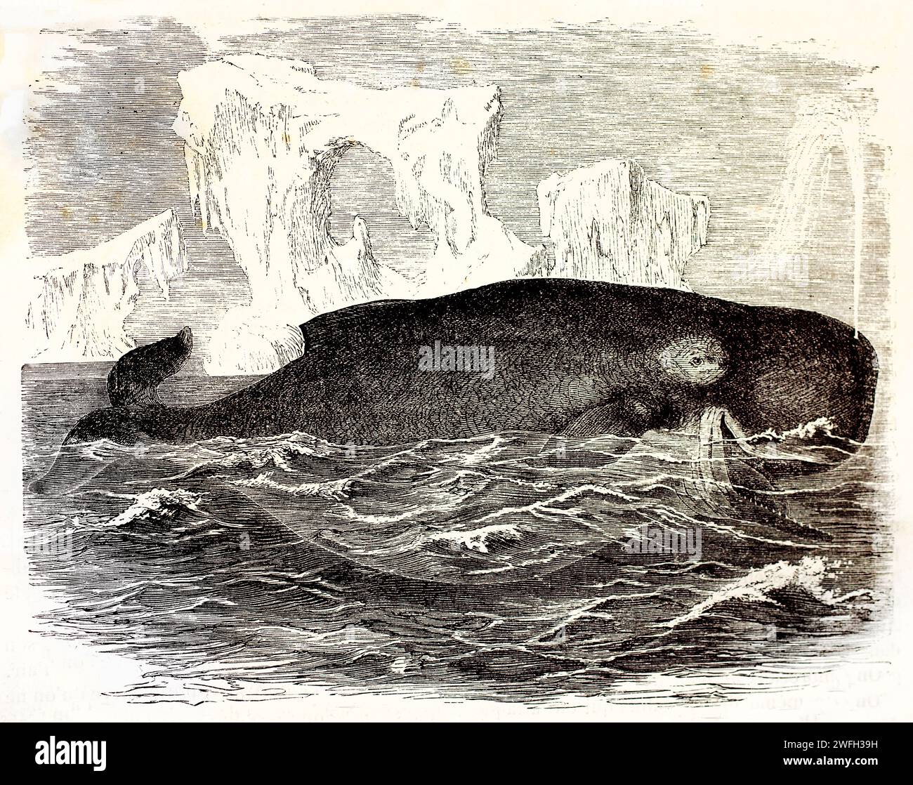 19th century engraving sperm whale hi-res stock photography and images ...