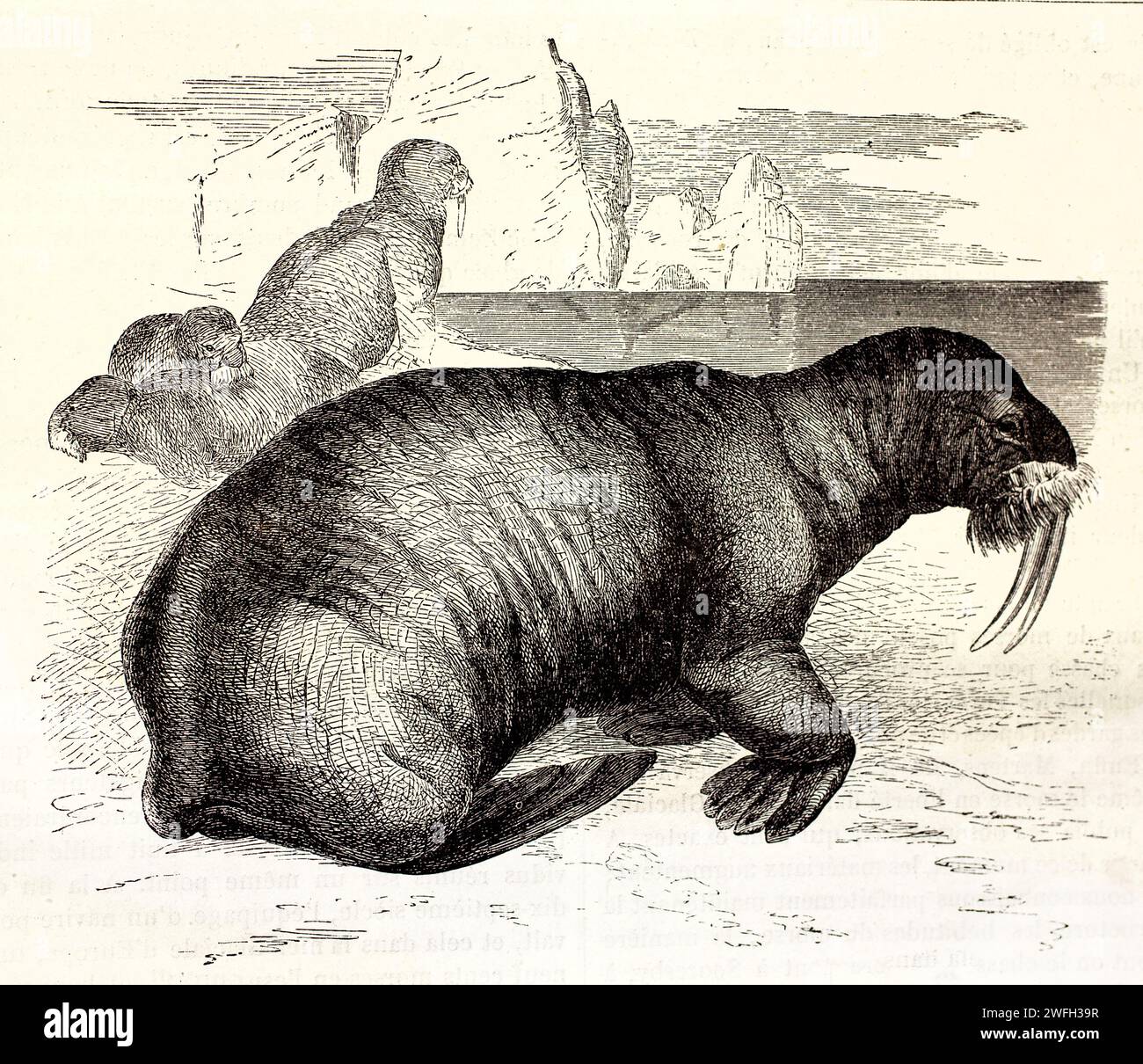 Engraved walrus anatomy hi-res stock photography and images - Alamy