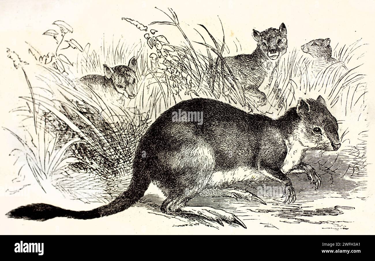 Engraving of a Woylie standing on strong hind legs in tall grass, with ...