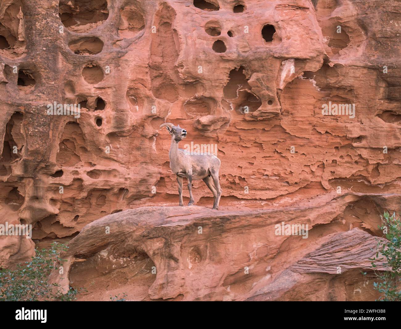 Arizona wildlife habitat hi-res stock photography and images - Alamy
