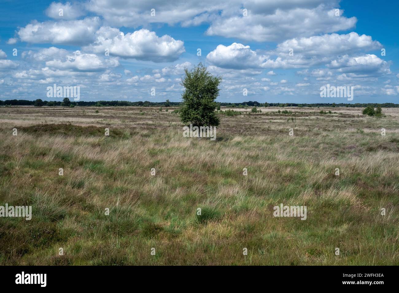 Netherlands, Province of Drenthe, Balloo on 2022-07-05. Balloerveld, a ...