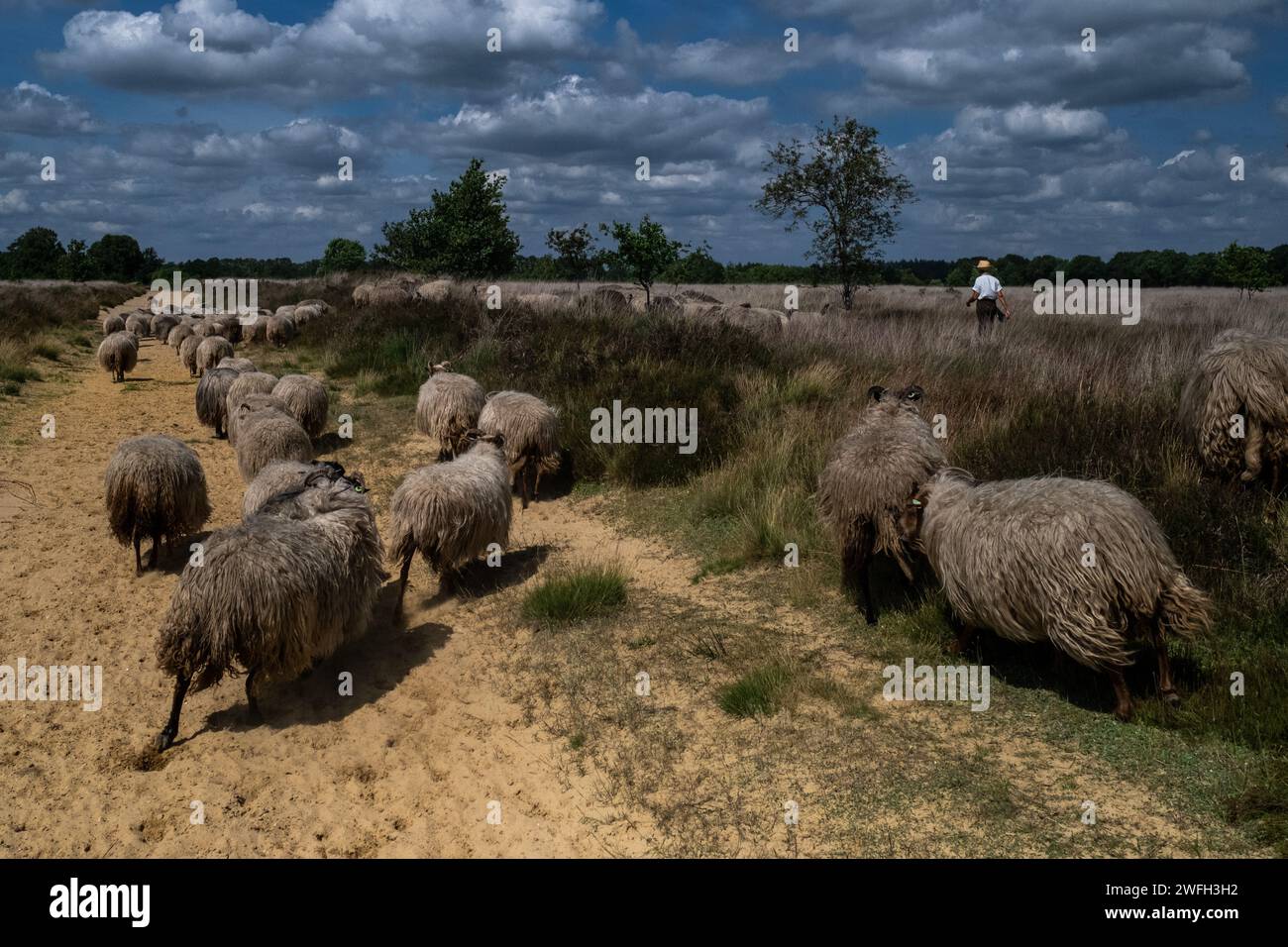 Netherlands, Province of Drenthe, Balloo on 2022-07-05. Balloerveld, a ...
