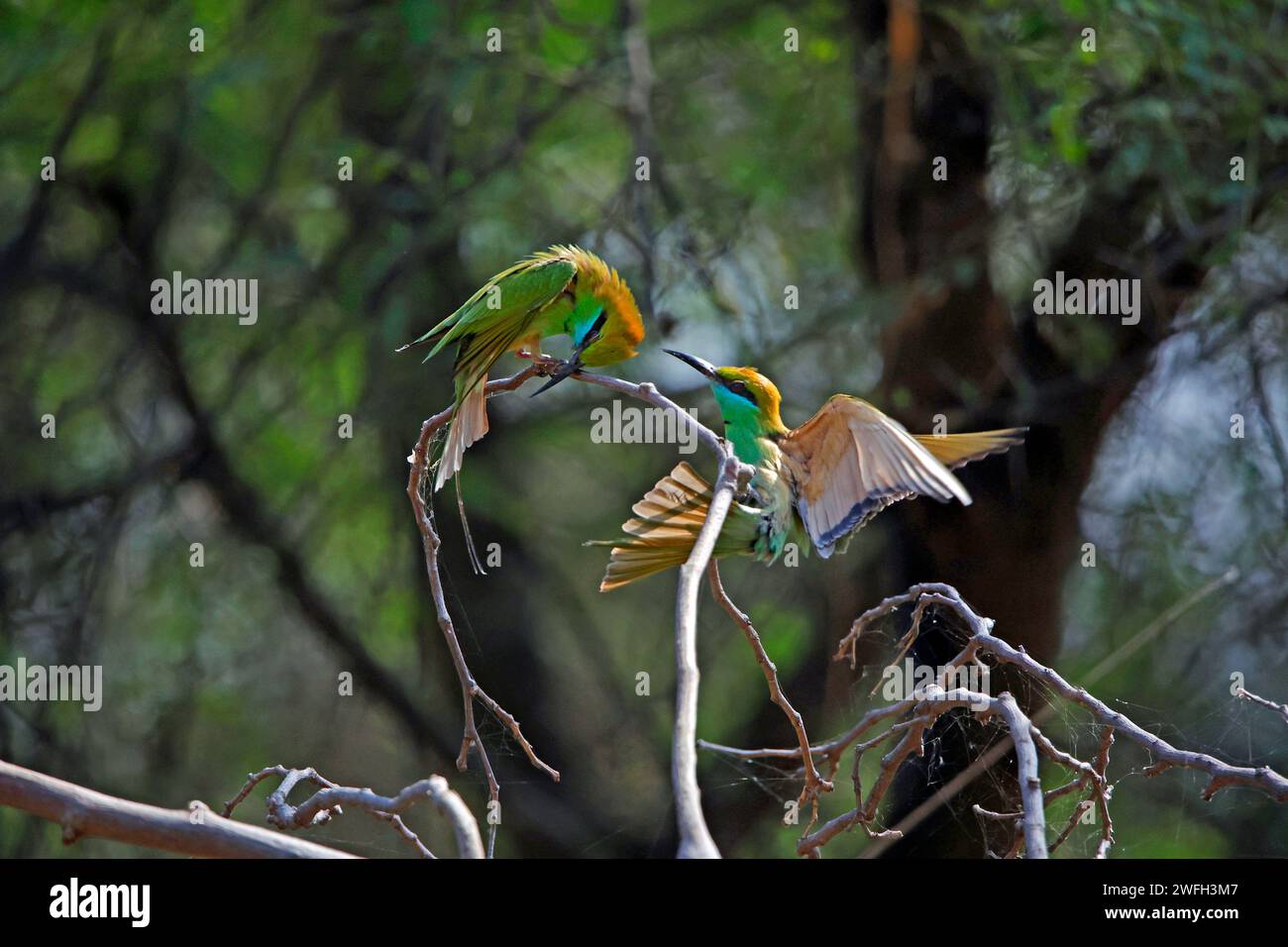 Asian eating insects hi-res stock photography and images - Alamy