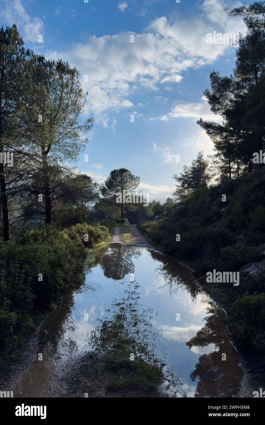 A footpath in the forest of Mt. Eitan in Sataf Nature Reserve located ...