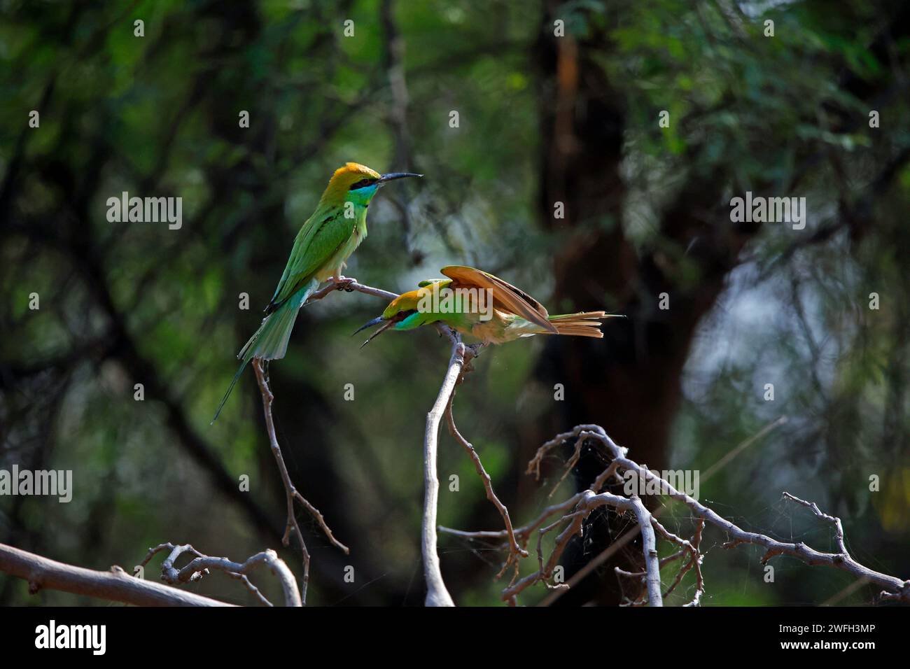 Asian green bee eaters hunting for insects Stock Photo - Alamy