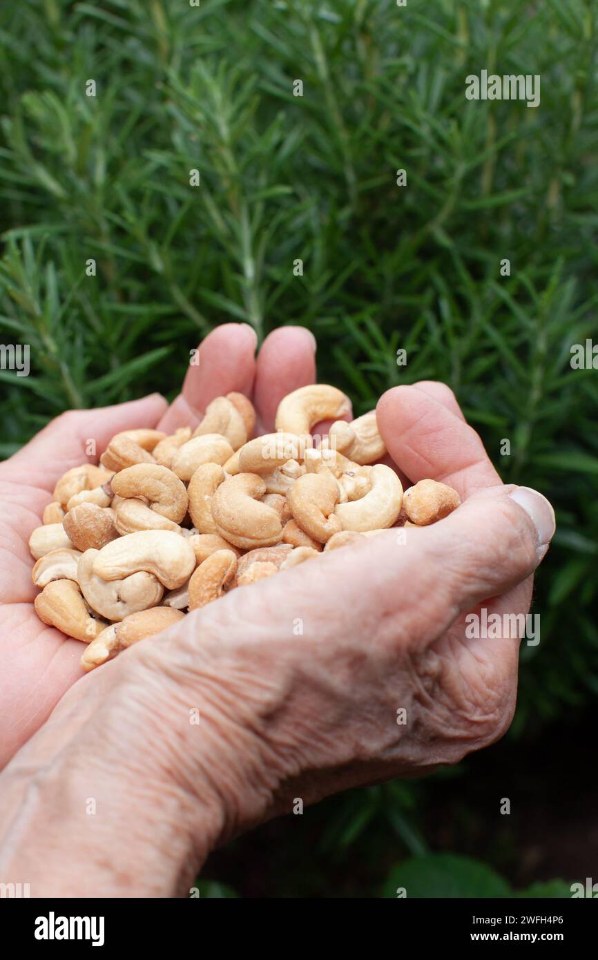 fresh cashew nuts in elderly woman's hands Stock Photo - Alamy