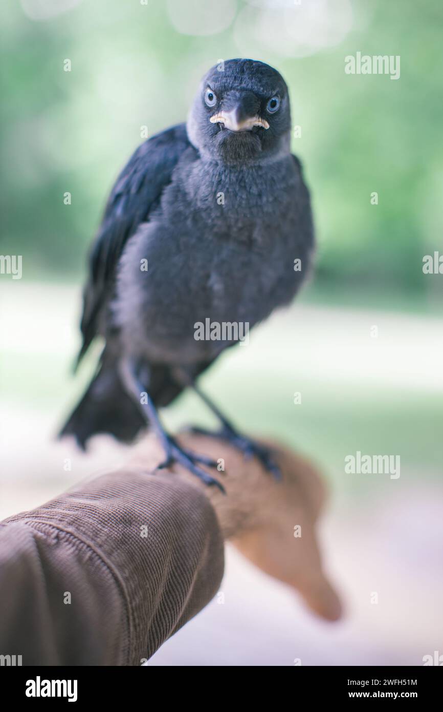 Interaction human bird hi-res stock photography and images - Alamy
