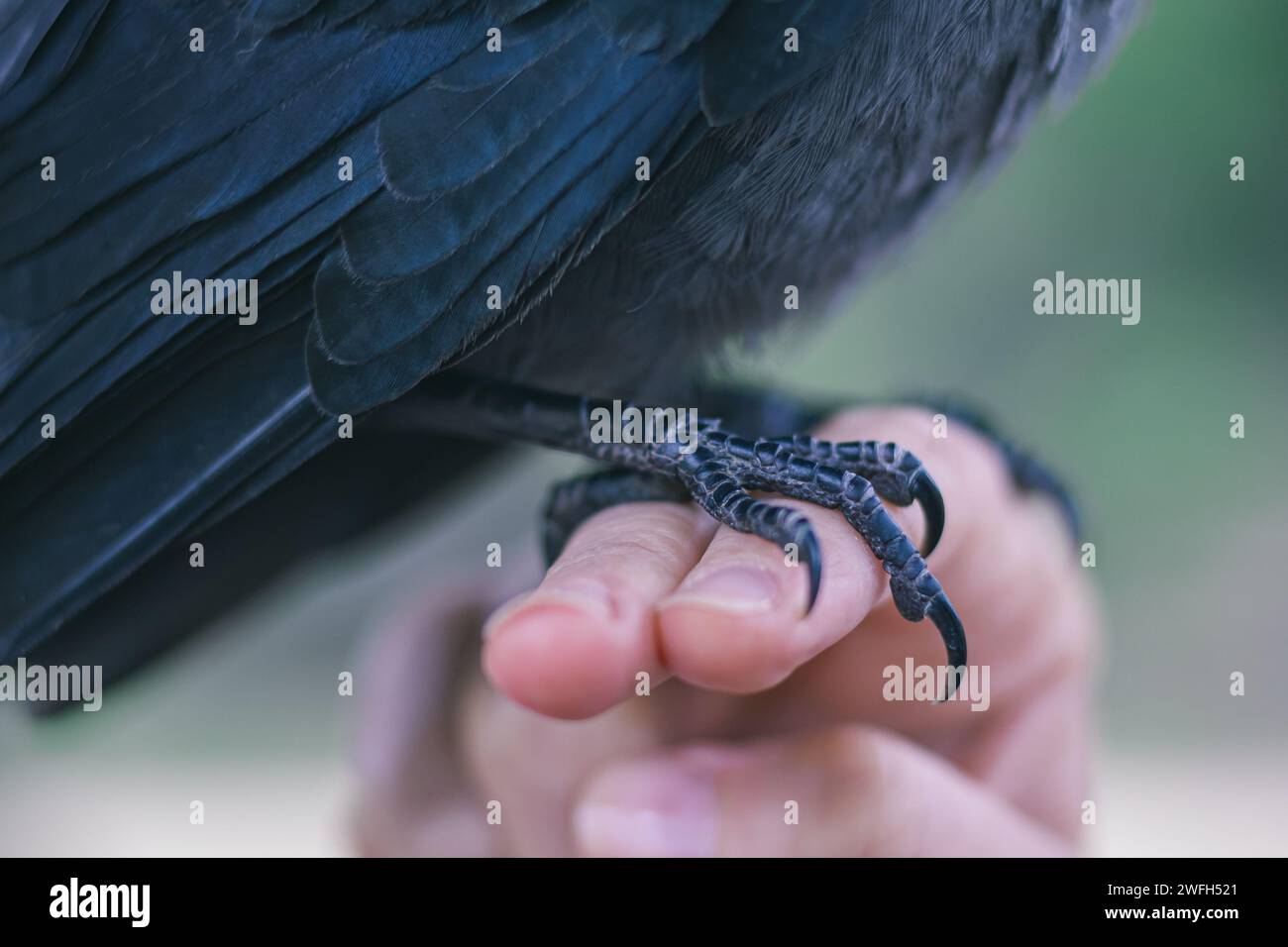 Understanding bird species hi-res stock photography and images - Alamy