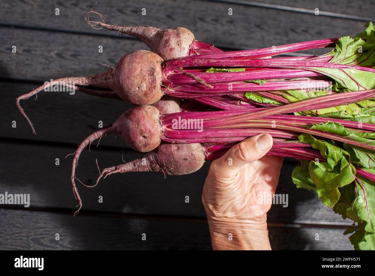 Elderly woman hand held hi-res stock photography and images - Alamy