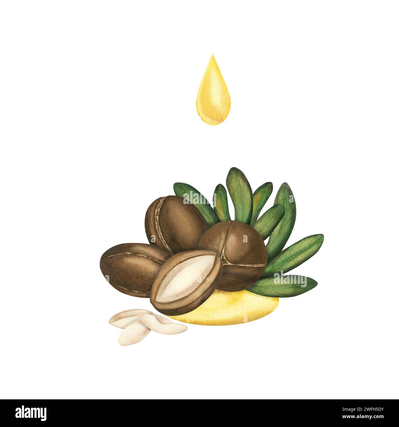 Watercolor illustration of an argan tree nut. A hand-drawn sketch of an ...