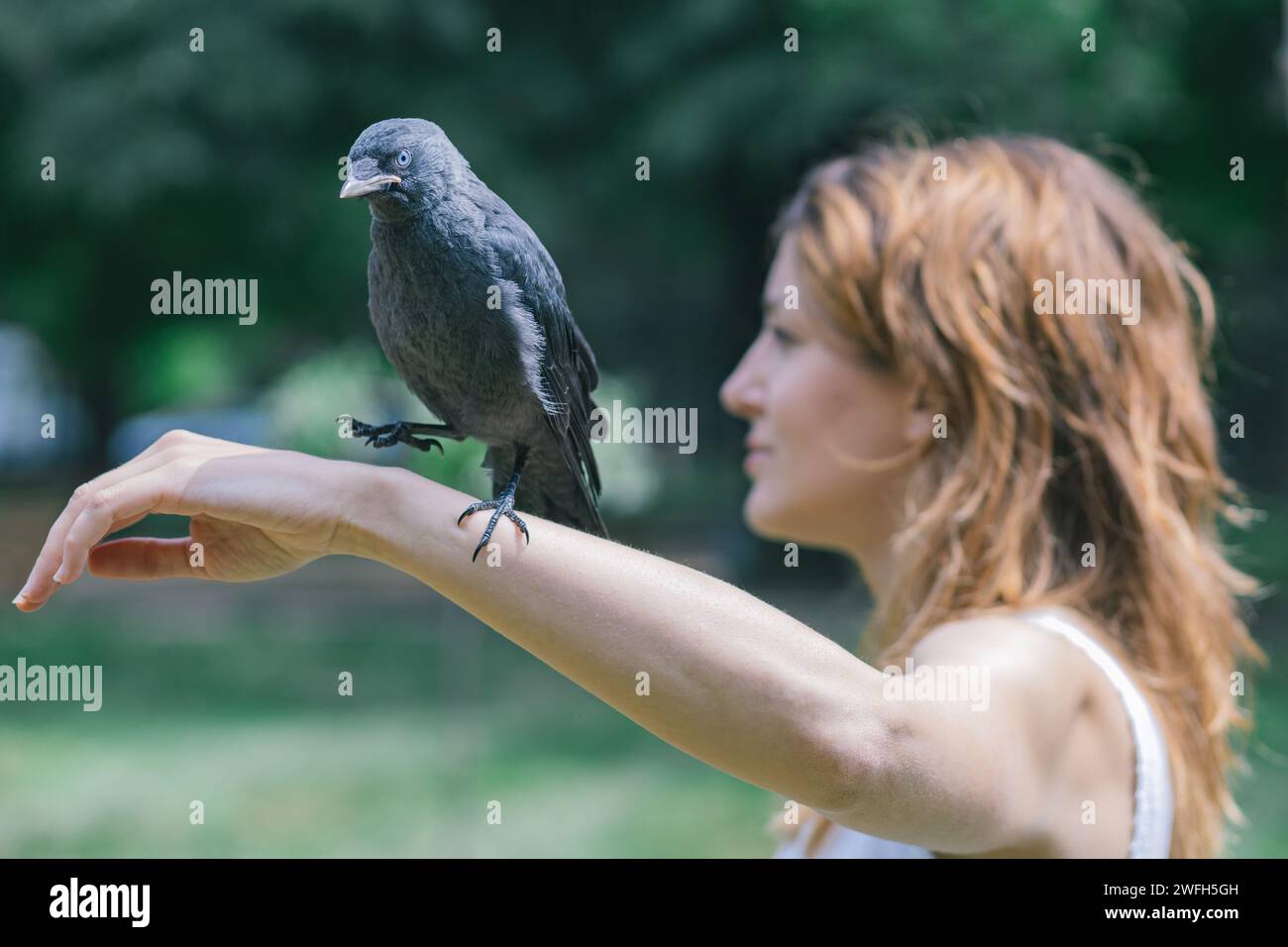 Understanding bird species hi-res stock photography and images - Alamy