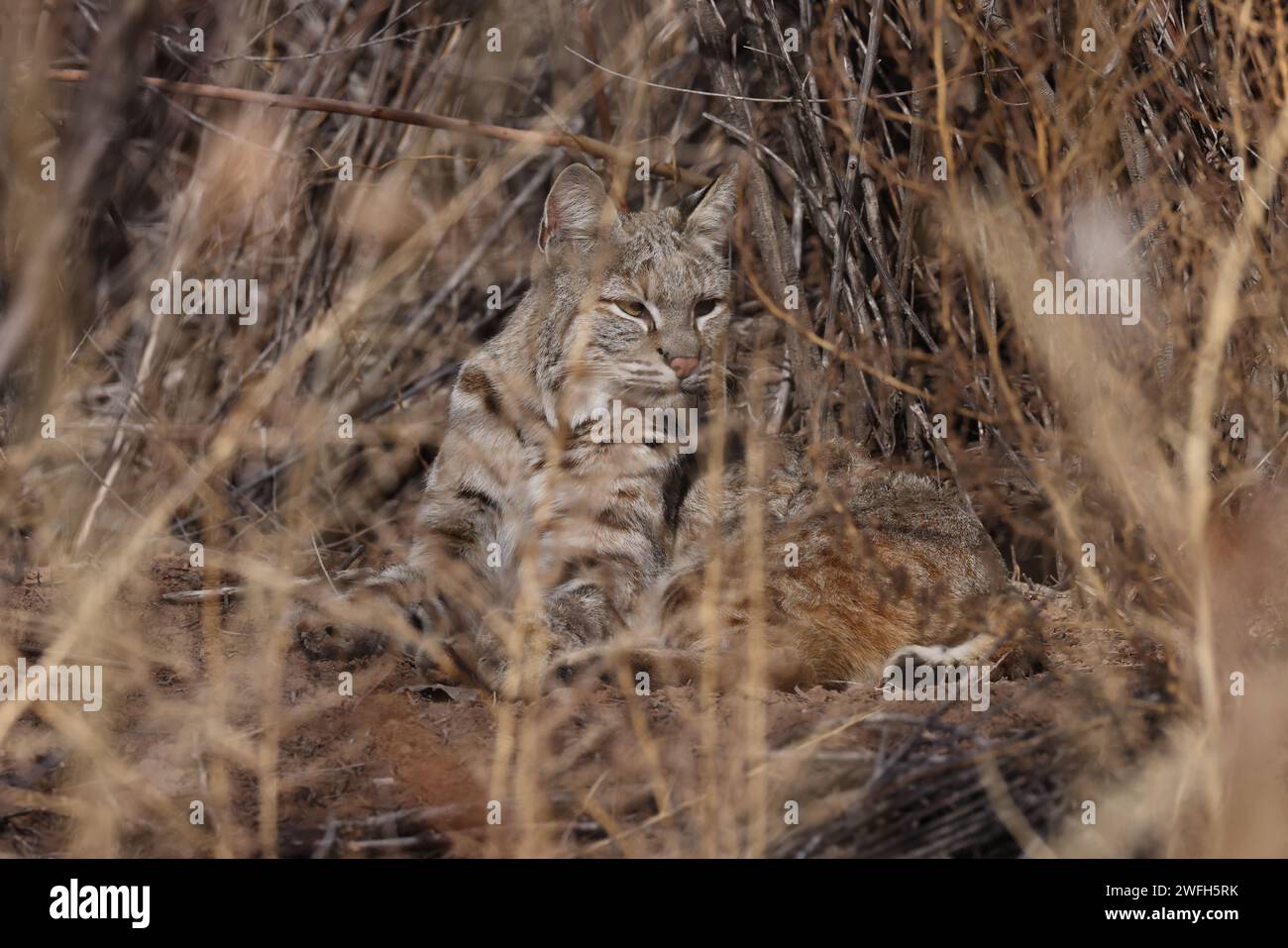 Bobcat (Lynx rufus) Bosque del Apache National Wildlife Refuge New ...