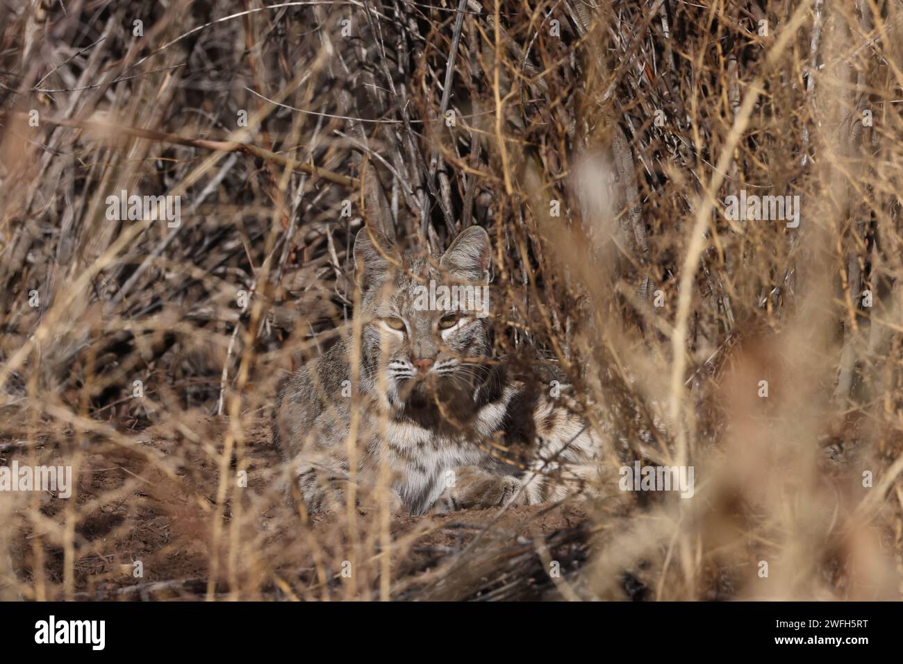 Bobcat (Lynx rufus) Bosque del Apache National Wildlife Refuge New ...